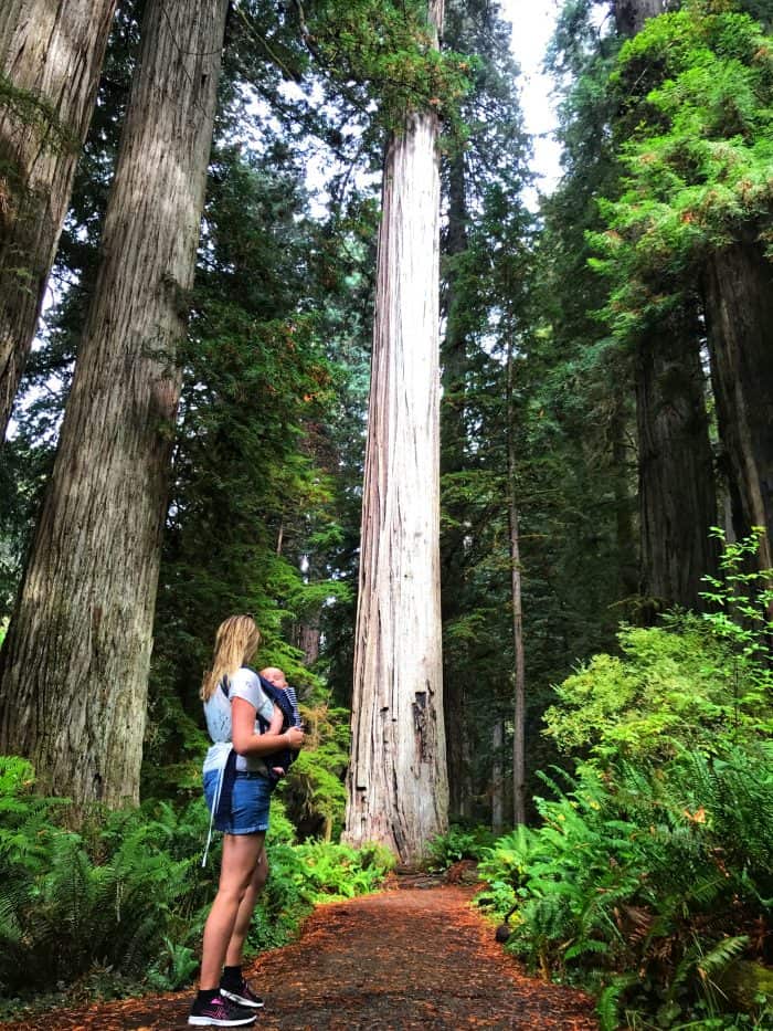 Highway 101 Road Trip- An Epic Pacific Coast Highway Road Trip Itinerary