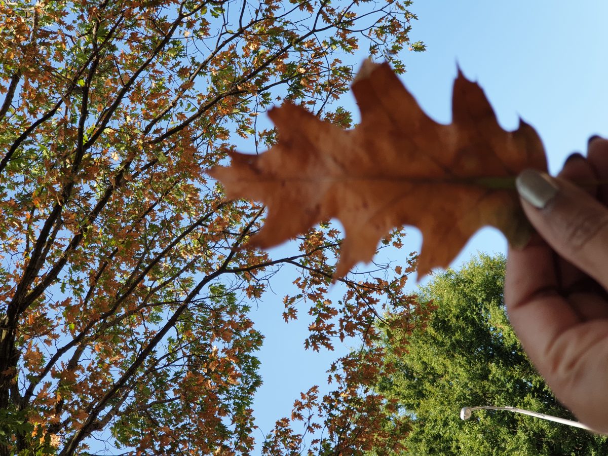 The Most Amazing Thanksgiving Getaways for Families - Travel Mad Mum