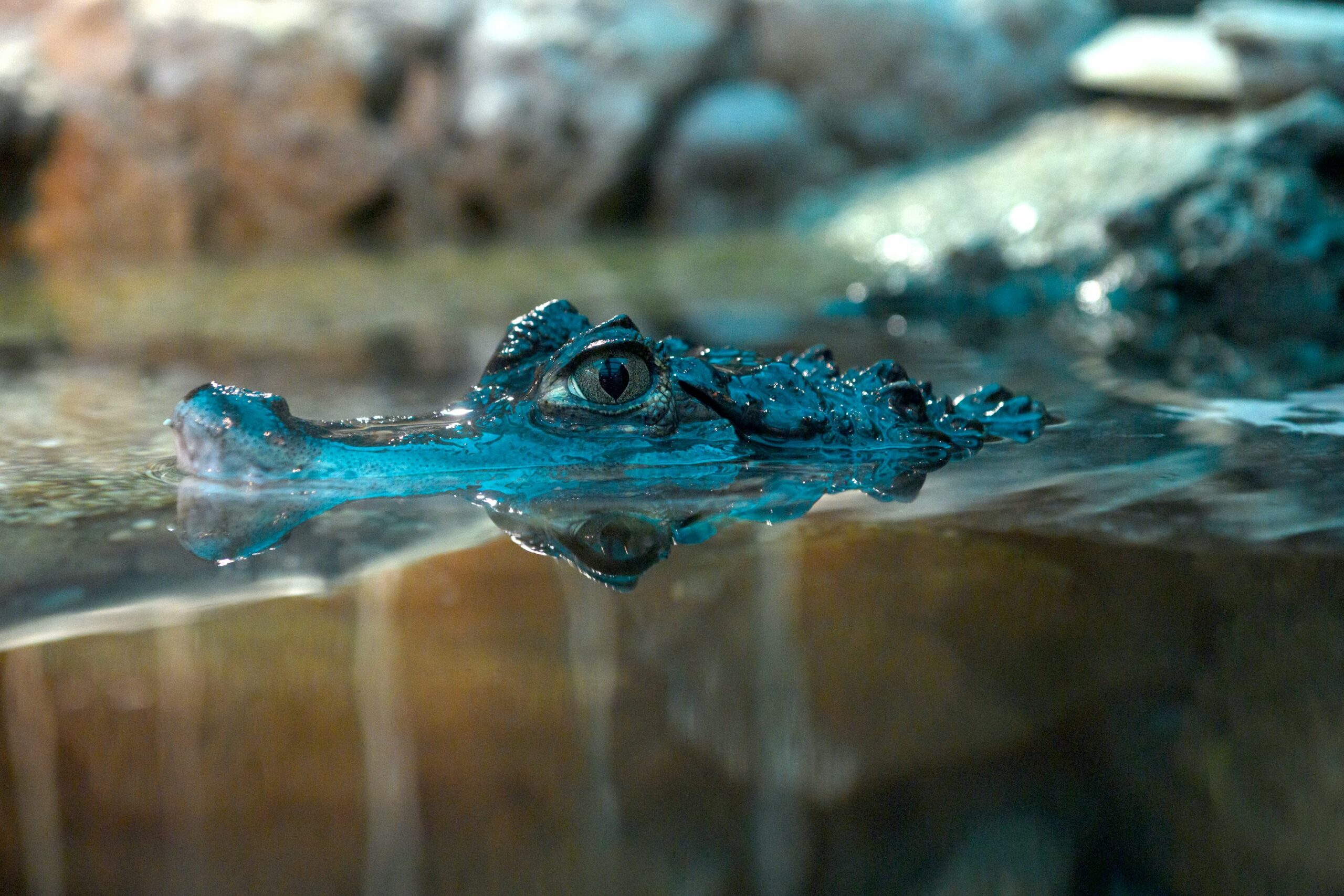 Corfu With Kids 2024 | Corfu Family Holidays | Things To Do | Where To Stay