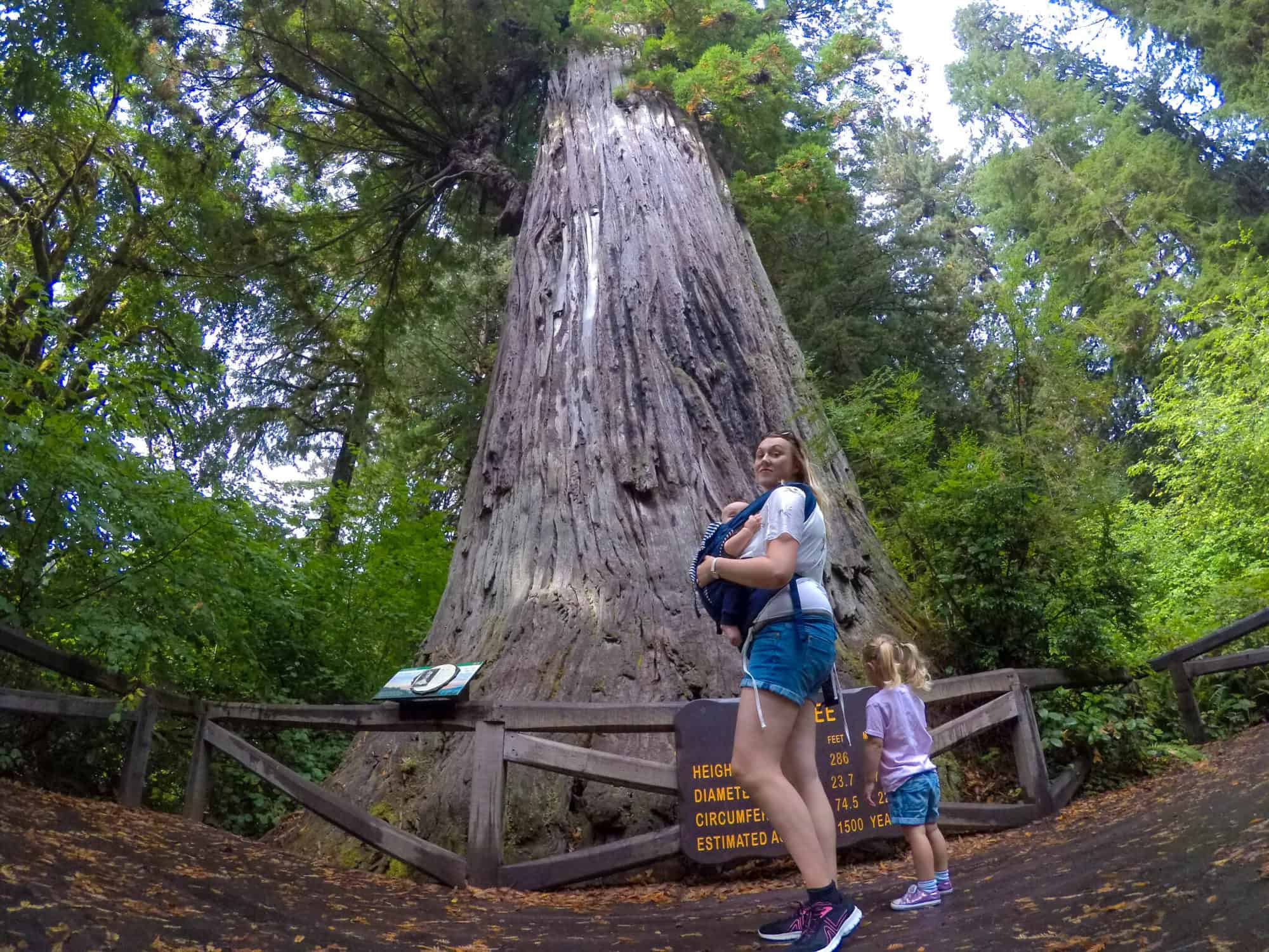 Redwood National Park With Kids - Best Things To Do!!!