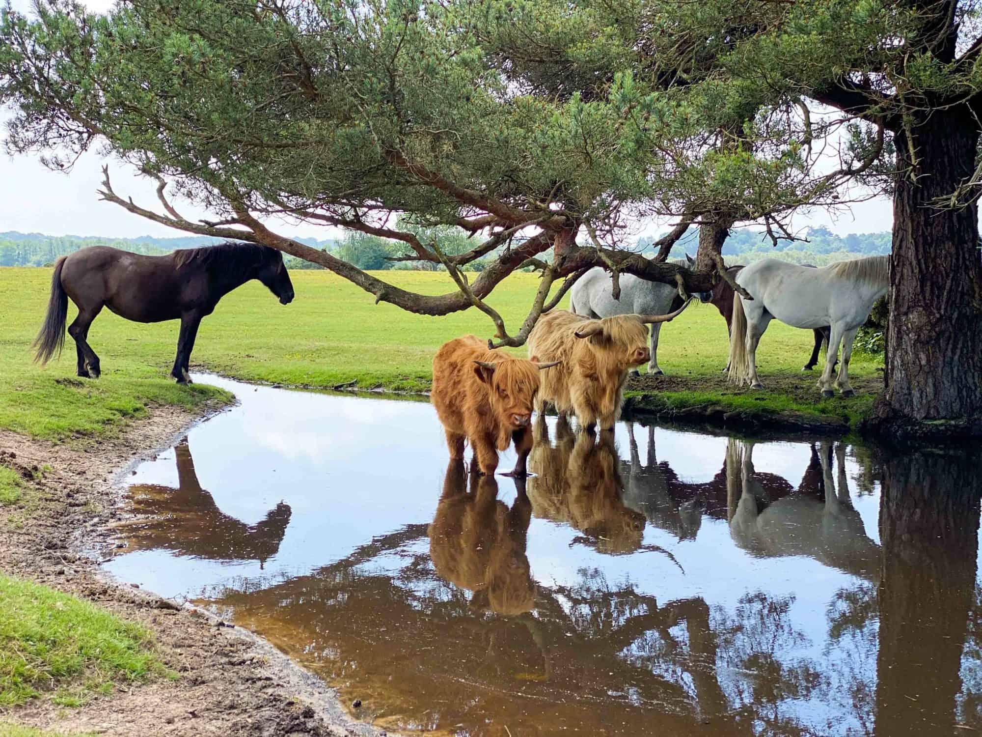 The Best Things To Do In New Forest For Kids | New Forest Kids Activities