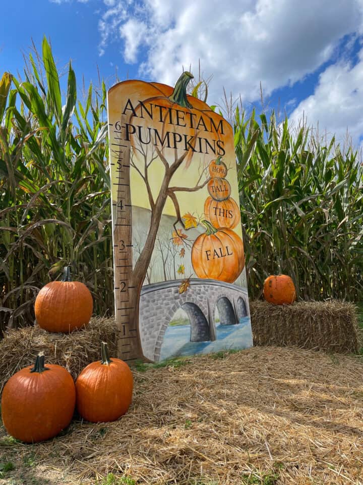 15+ Best Pumpkin Farms In Maryland 2023