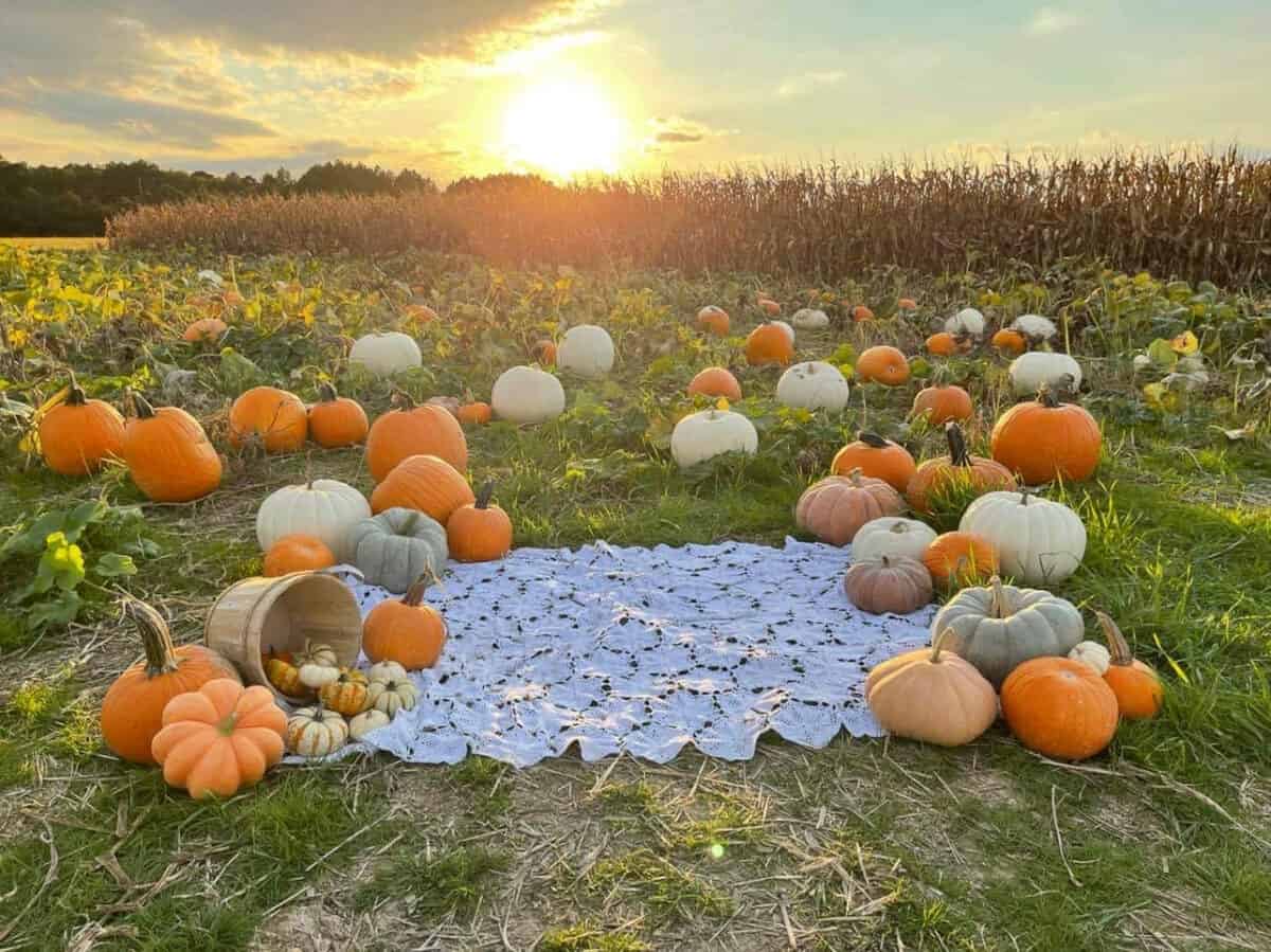 15+ Best Pumpkin Farms In Maryland 2023