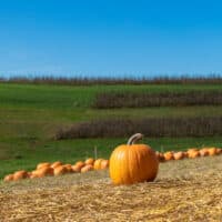 15+ Best Pumpkin Farms In Maryland - Pumpkin Patch Maryland