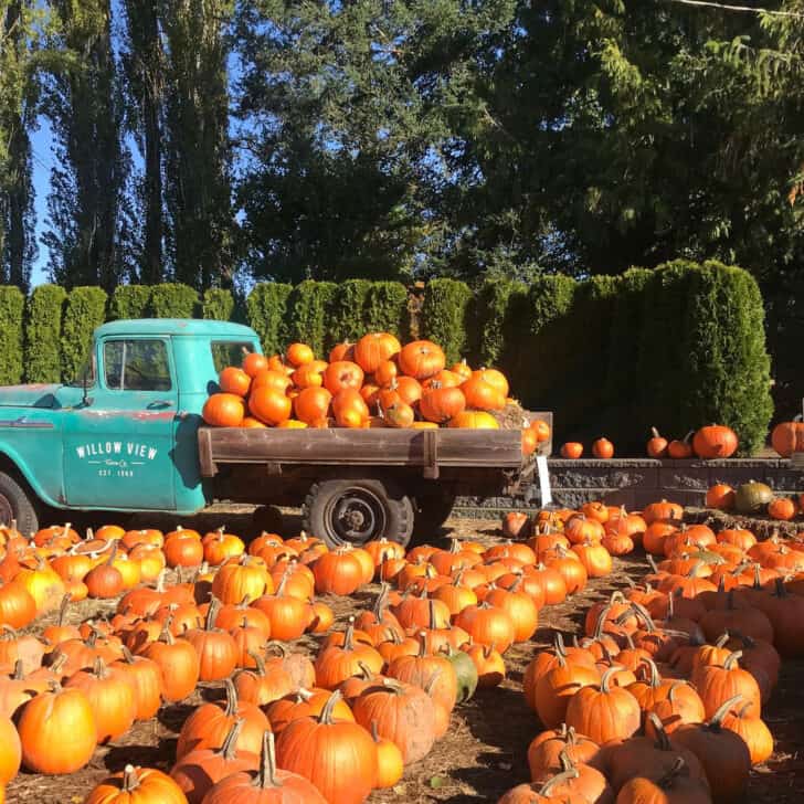 15+ Best Pumpkin Farms In Maryland