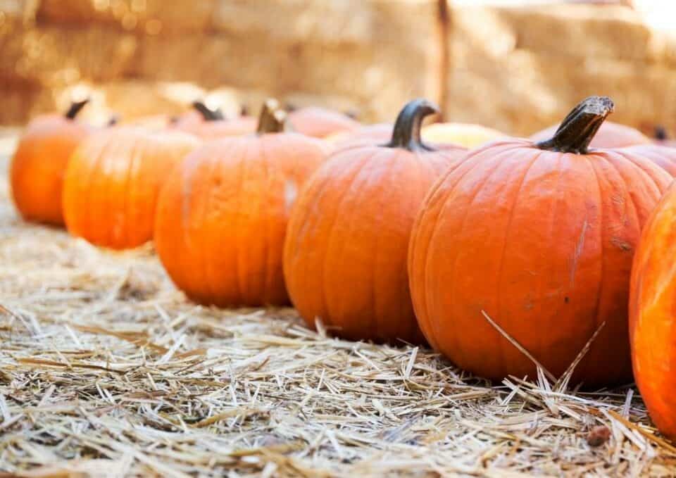 12 Best Pumpkin Farms In Florida 2023