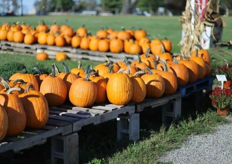 12 Best Pumpkin Farms In Florida -Pumpkin Picking In Florida
