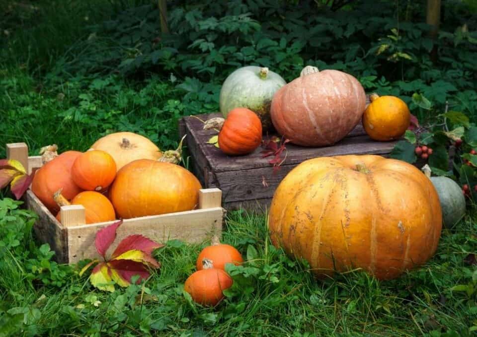 12 Best Pumpkin Farms In Florida 2024