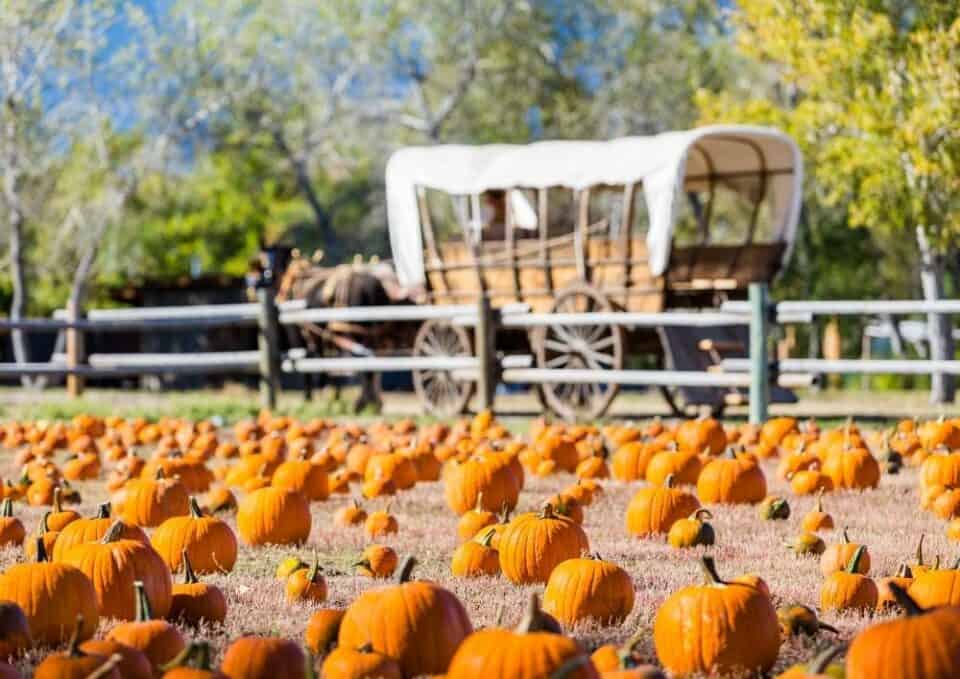 14+ Best Pumpkin Farms In Oregon 2023