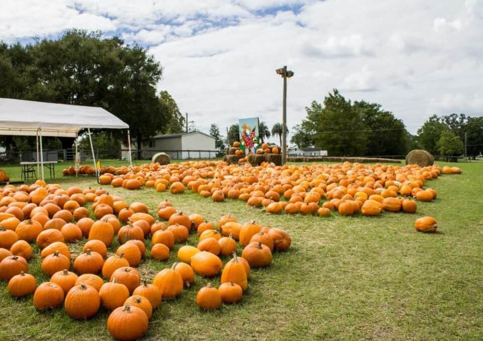 14+ Best Pumpkin Farms In Oregon 2023
