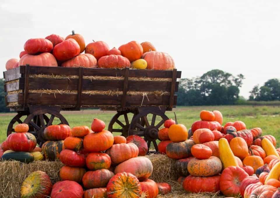 14+ Best Pumpkin Farms In Oregon 2023