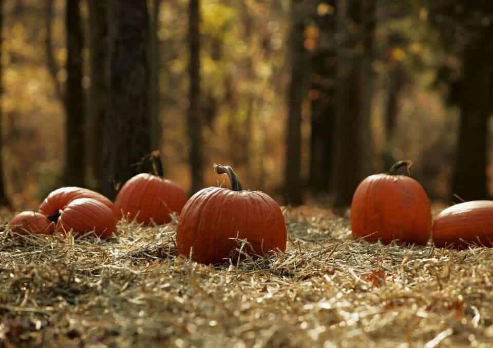 12 Best Pumpkin Farms In Florida 2024