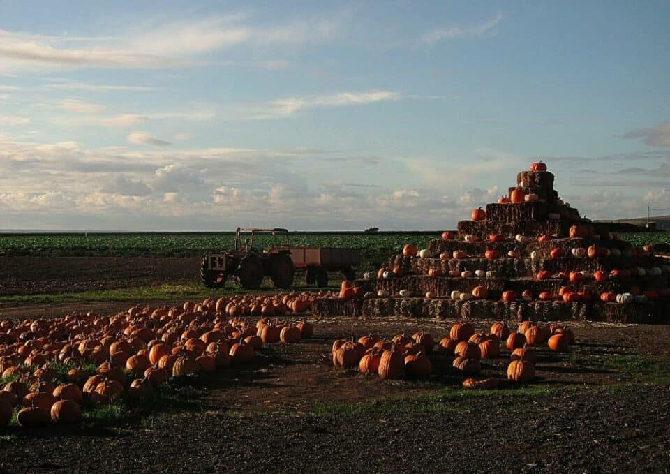 15+ Best Pumpkin Farms In California 2023