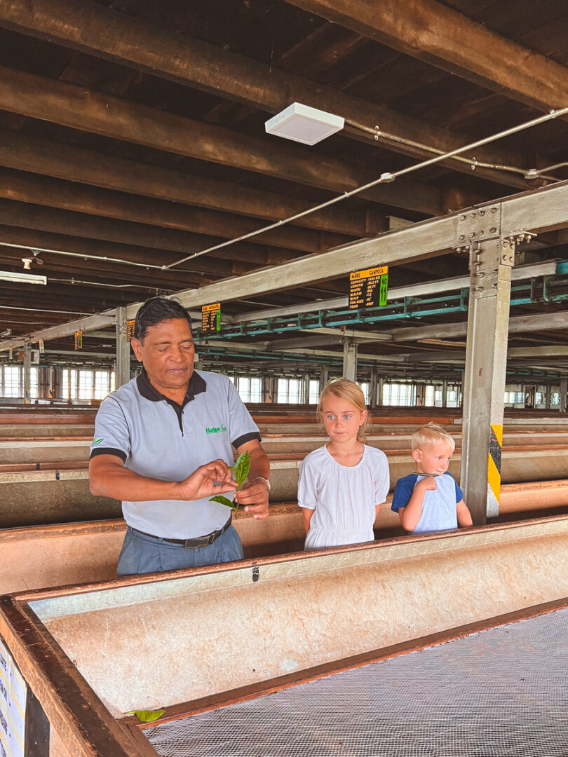 12 Best Things To Do In Ella Sri Lanka + Places To Stay /Eat