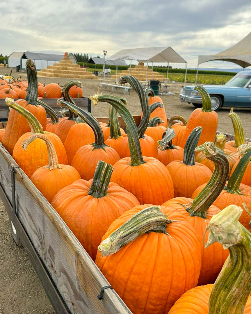 15+ Best Pumpkin Farms In California 2024