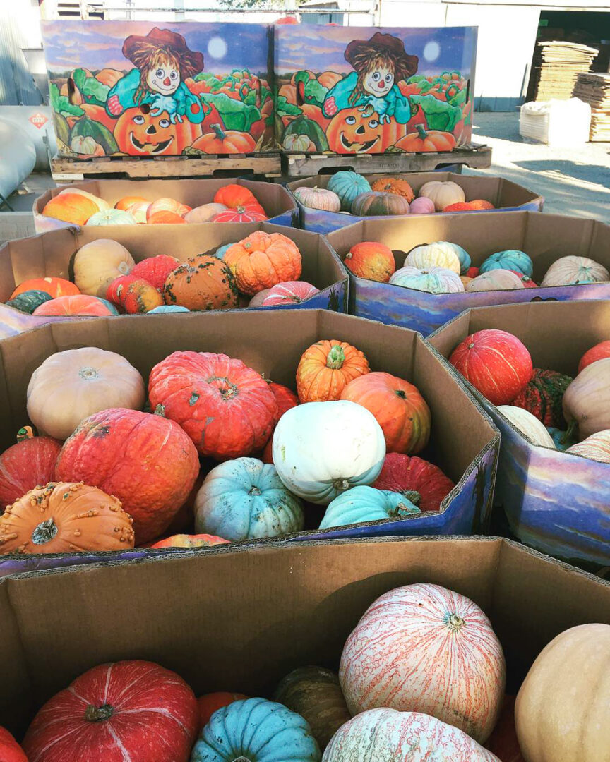 15+ Best Pumpkin Farms In California 2024