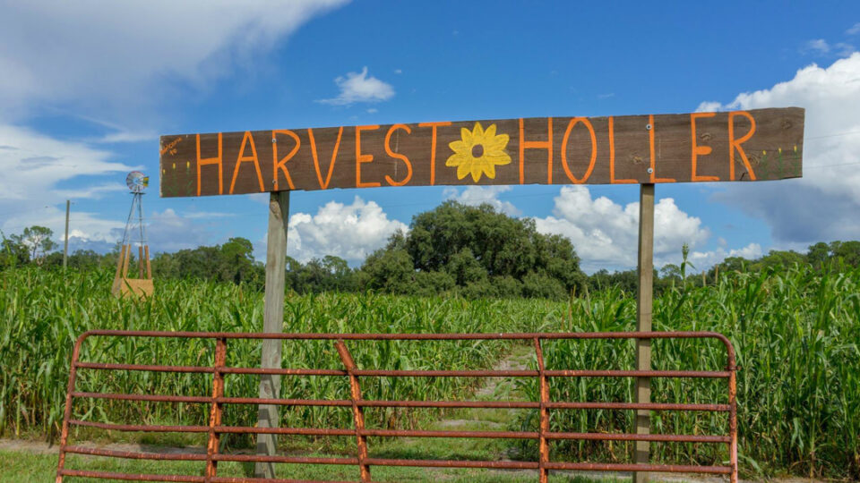12 Best Pumpkin Farms In Florida 2024