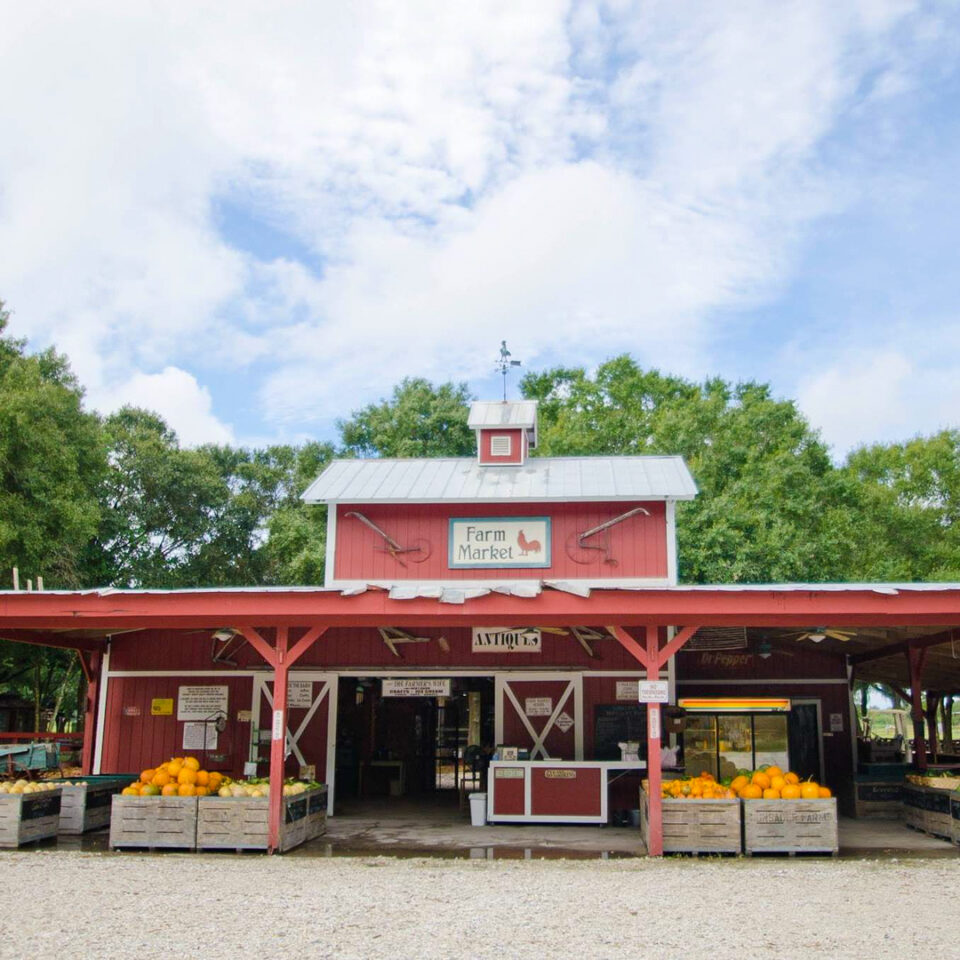 12 Best Pumpkin Farms In Florida 2024