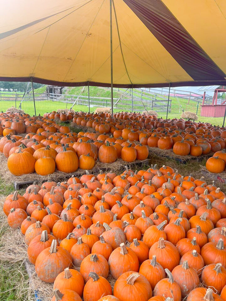 12 Best Pumpkin Farms In Florida 2024