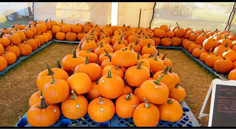 12 Best Pumpkin Farms In Florida 2024