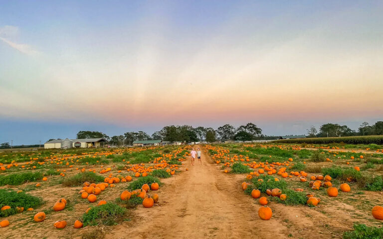 12 Best Pumpkin Farms In Florida 2024