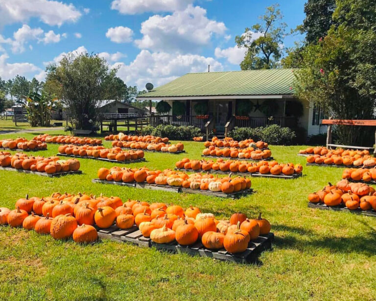 12 Best Pumpkin Farms In Florida 2024