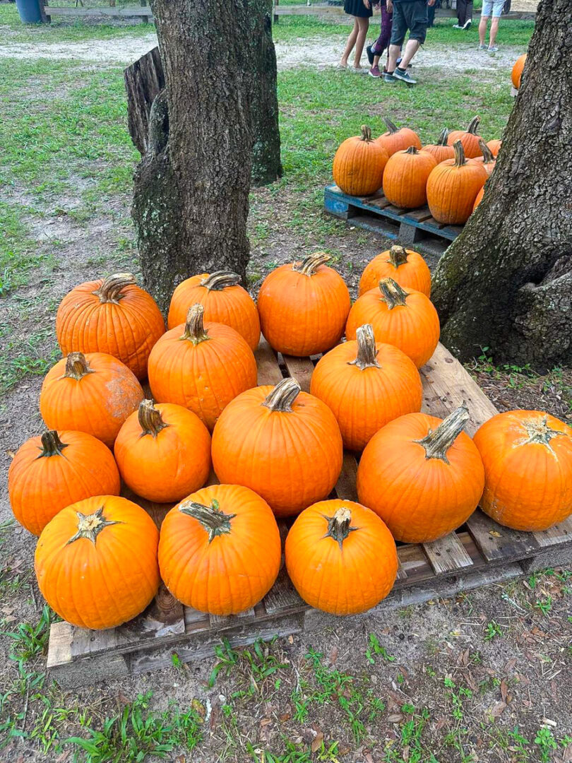 12 Best Pumpkin Farms In Florida 2024