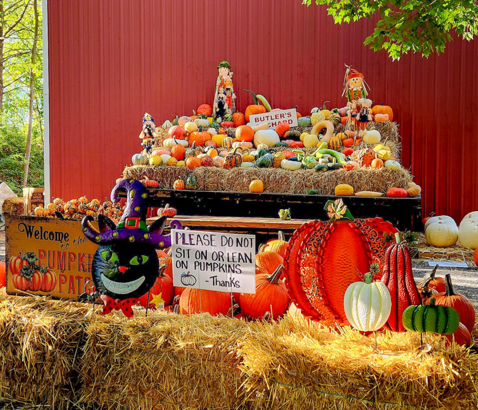 15+ Best Pumpkin Farms In Maryland