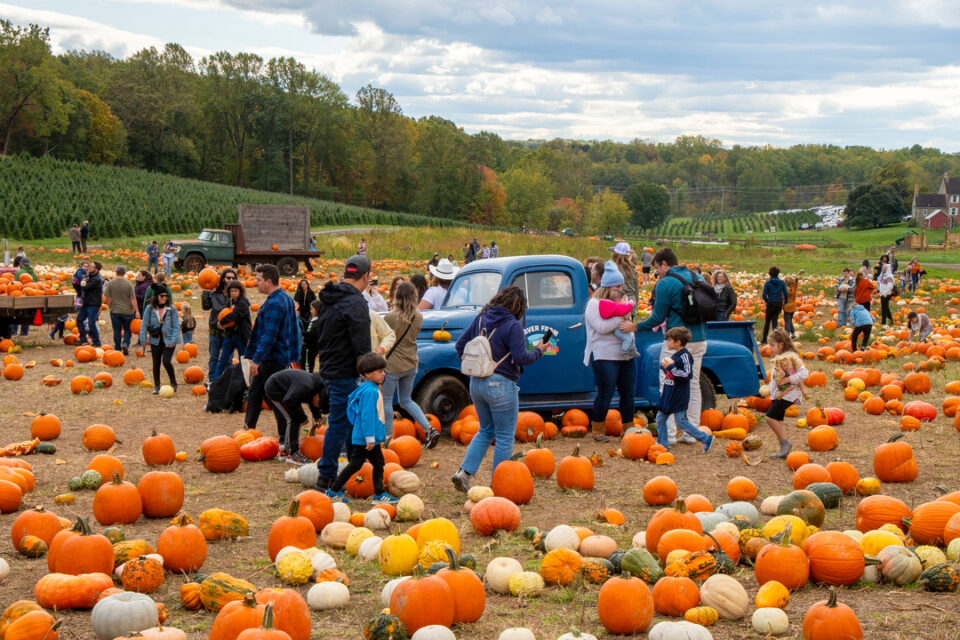15+ Best Pumpkin Farms In Maryland