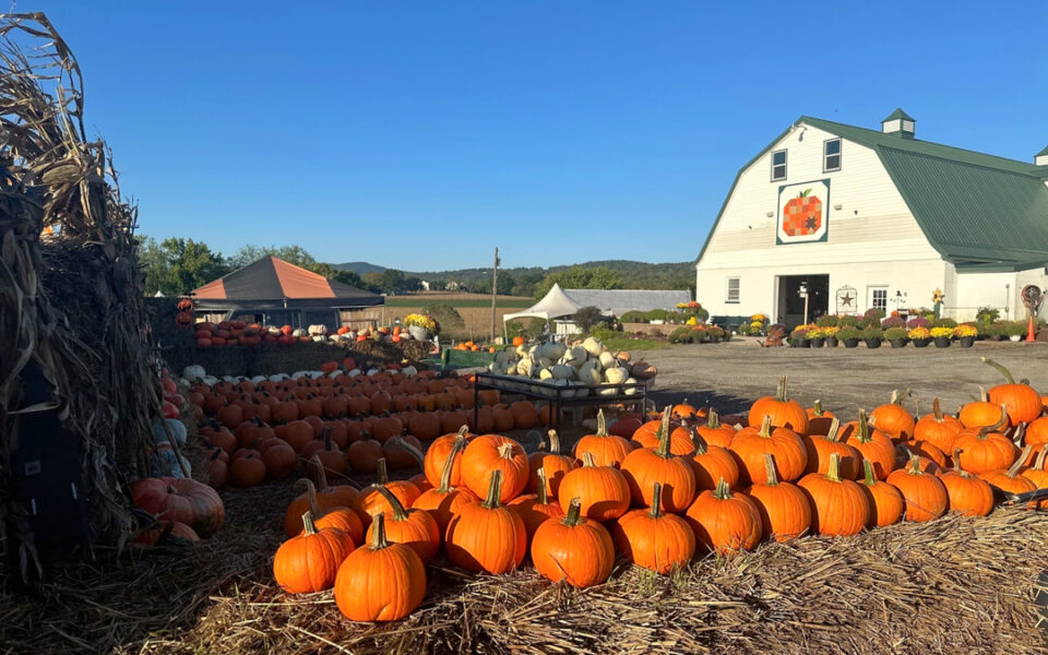 15+ Best Pumpkin Farms In Maryland
