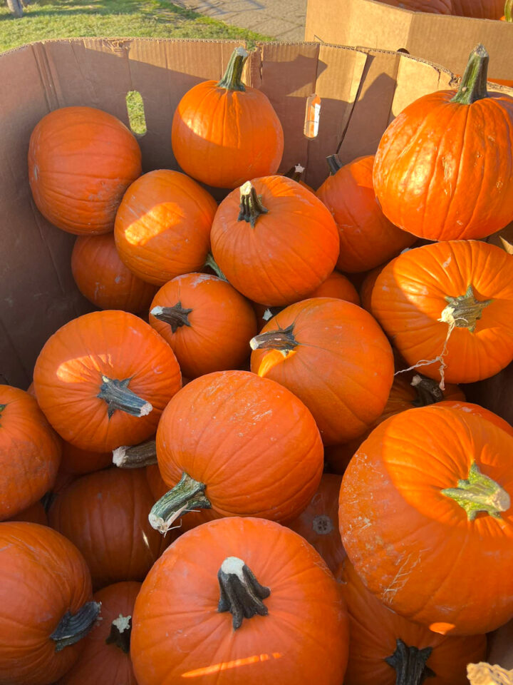 14+ Best Pumpkin Farms In Oregon 2024