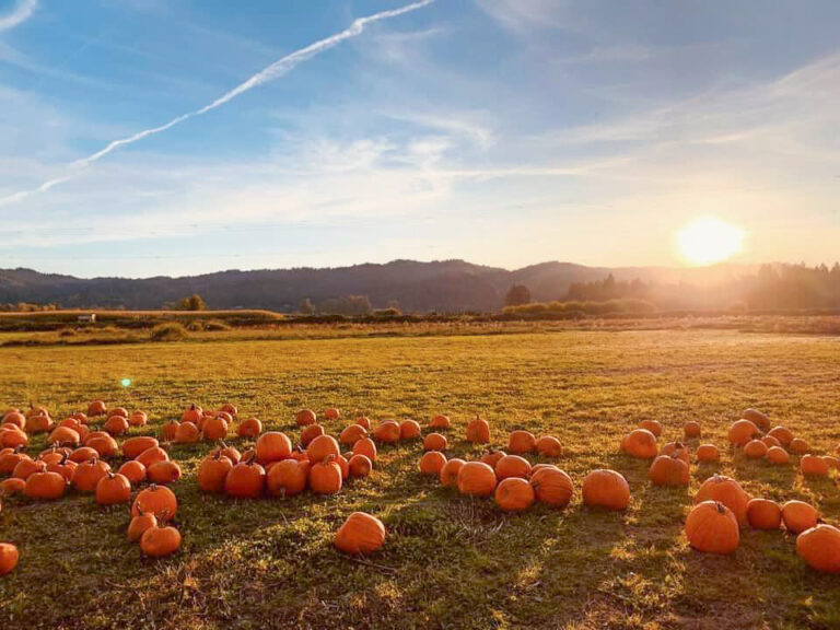 14+ Best Pumpkin Farms In Oregon 2024