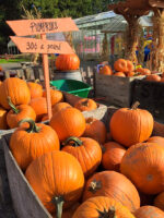 14+ Best Pumpkin Farms In Oregon 2024