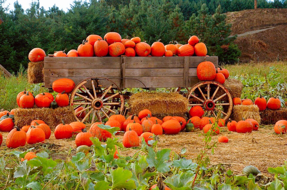 14+ Best Pumpkin Farms In Oregon 2024