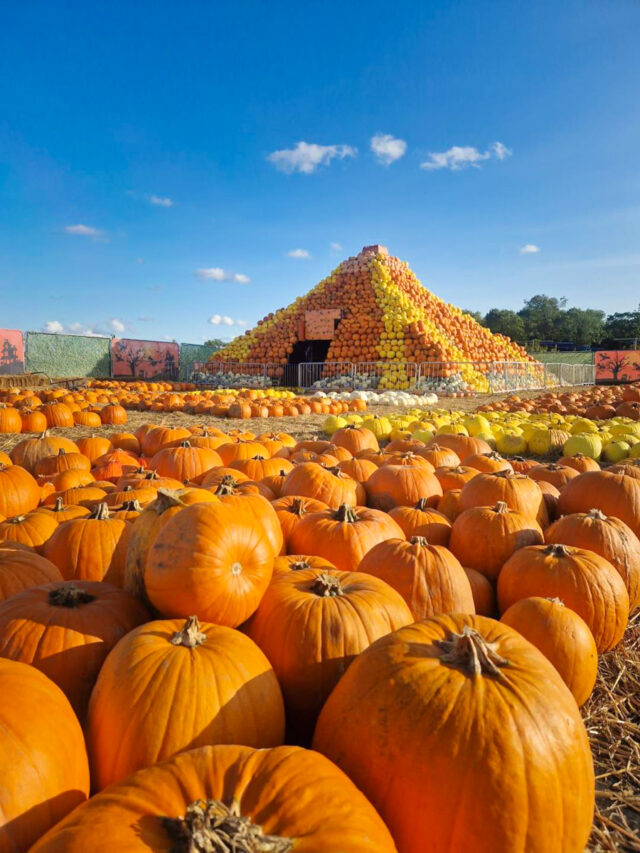 Best Pumpkin Picking Near London 2024 (Bonus Free Map)