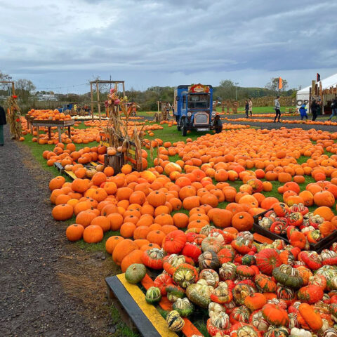 Pumpkin Picking in Essex -10 Best Pumpkin Patches Essex 2023