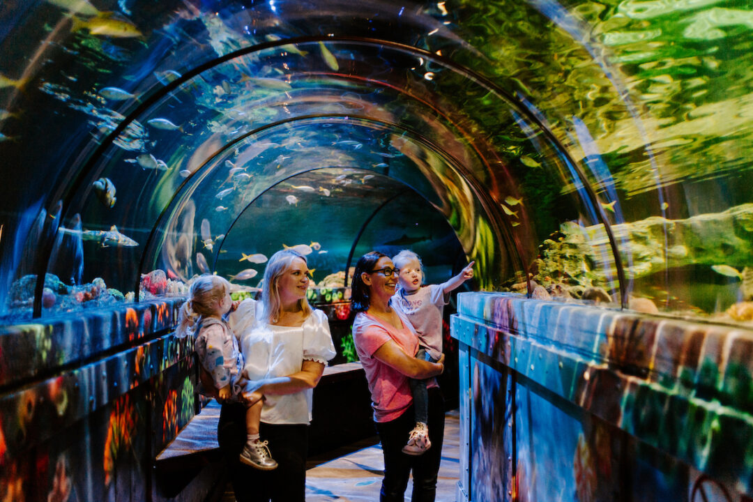 10 Fun Things To Do In Brighton With Kids 2023 -Brighton For Kids