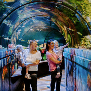 Fun Things To Do In Brighton With Kids 2024